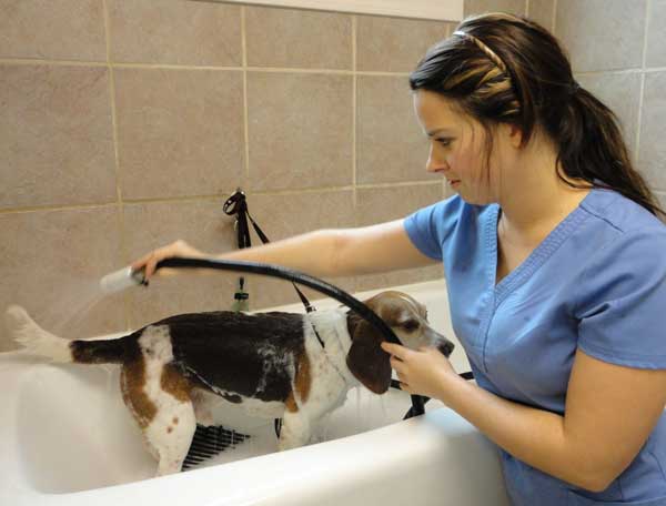 Bathing and Boarding | Allatoona Animal Hospital